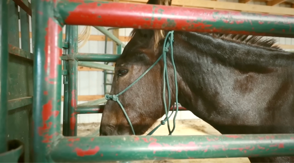 Saving the Donkeys! – HorsePlus.org
